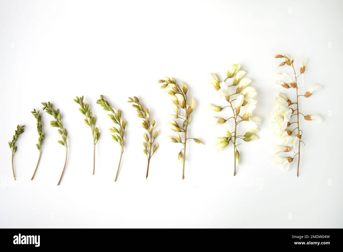 Sprigs of acacia flowers on a white background. Stages of flowering of ...