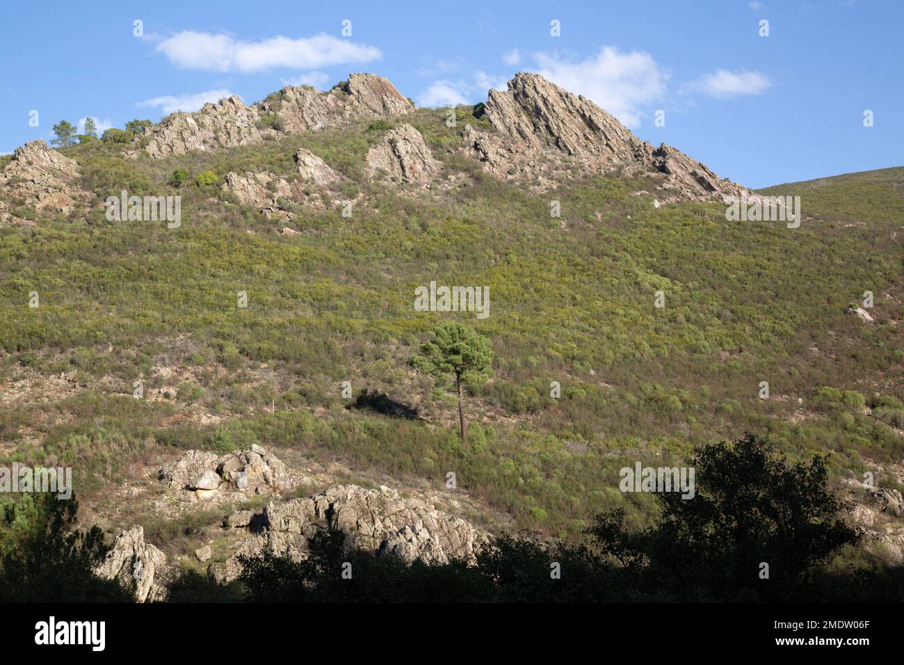 Canamero hi-res stock photography and images - Alamy