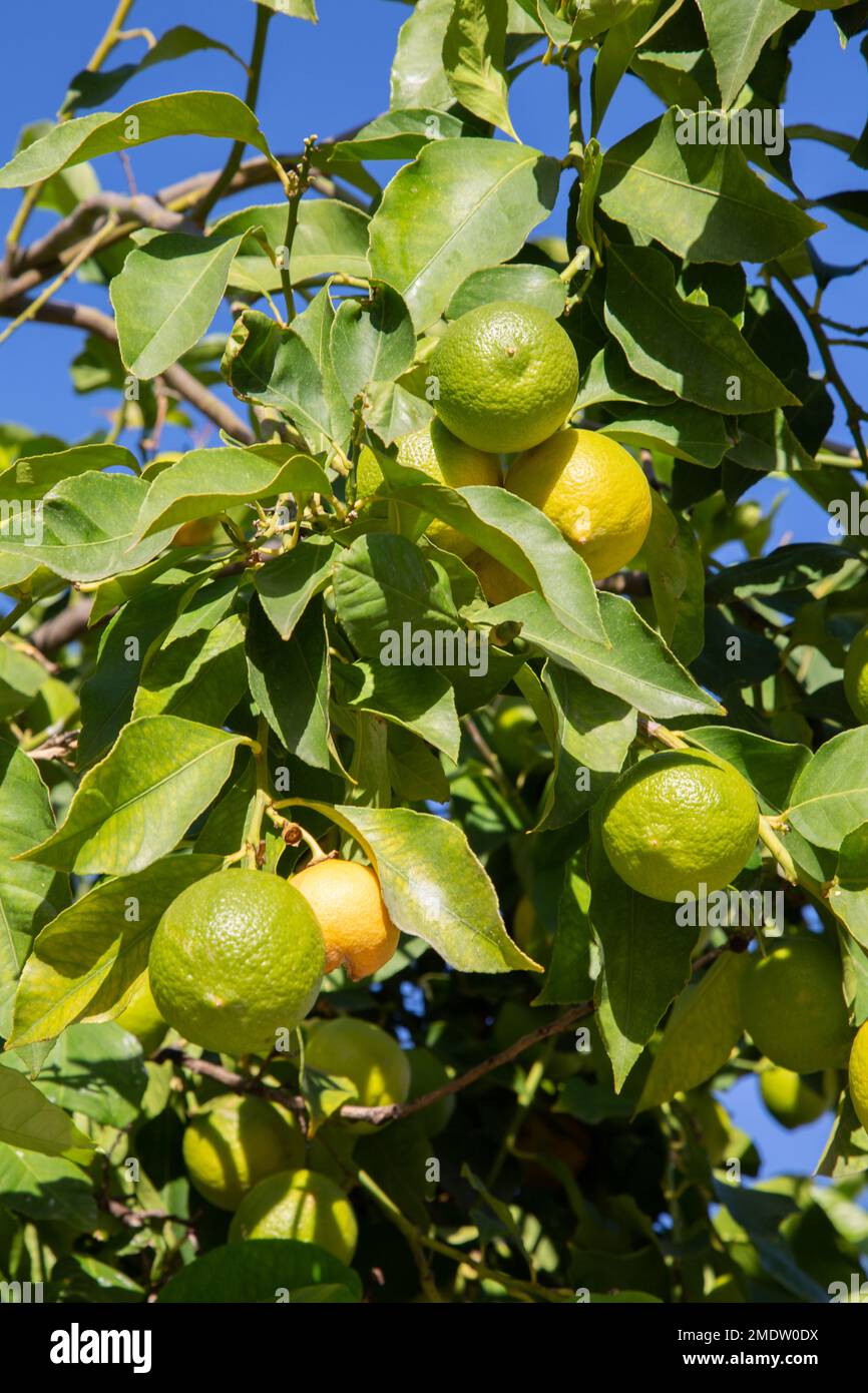 Lime and Lemon Fruit on Tree with Blue Sky Stock Photo - Alamy