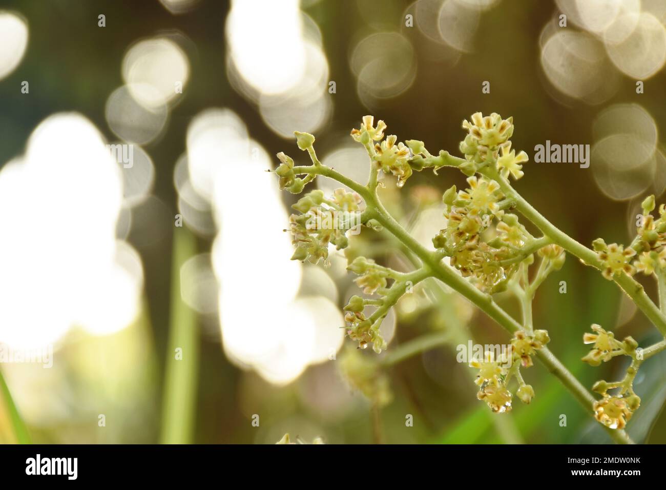 mango flower bloom at treetop and waiting rain for growth to be fruit ...