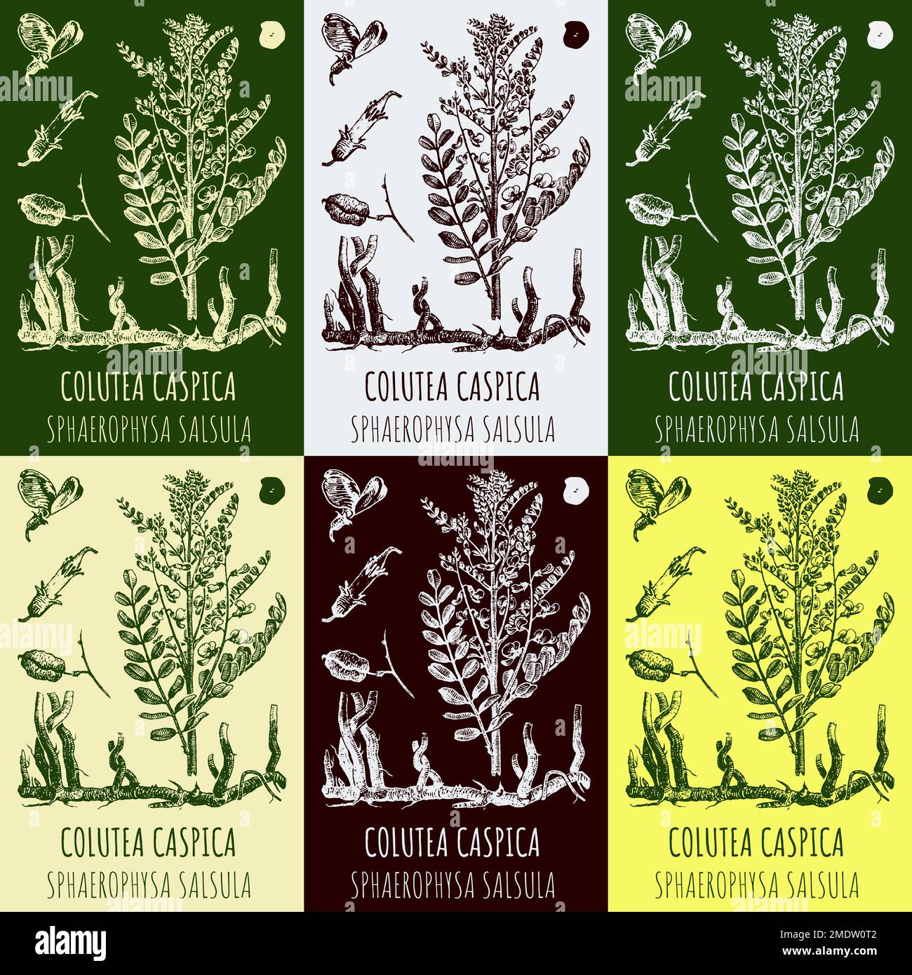 Set of drawings COLUTEA CASPICA in different colors. Hand drawn ...