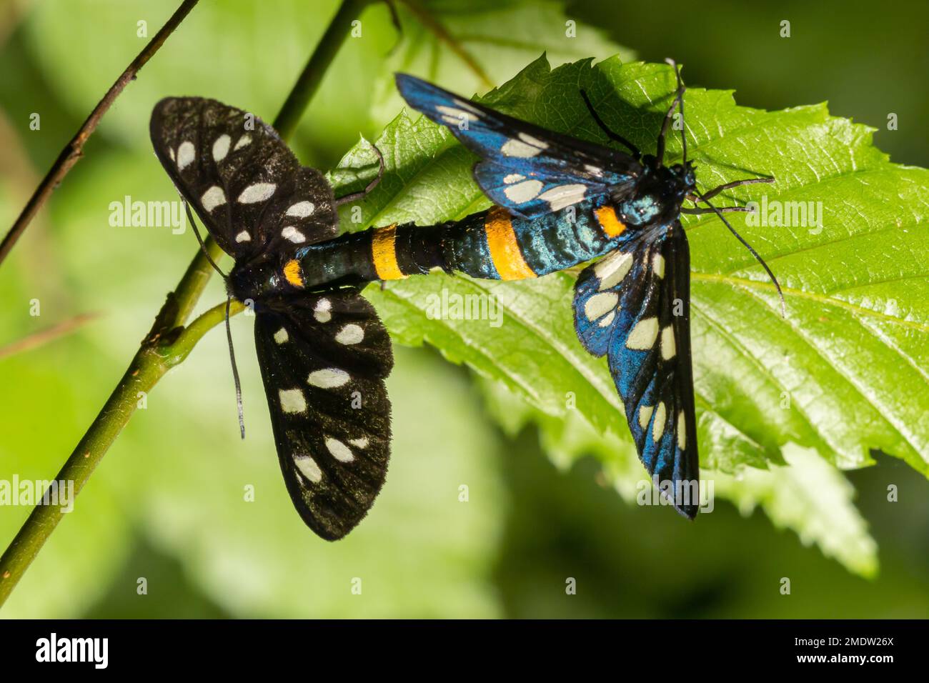 Nine-spotted moth or yellow belted burnet, Amata phegea, formerly ...