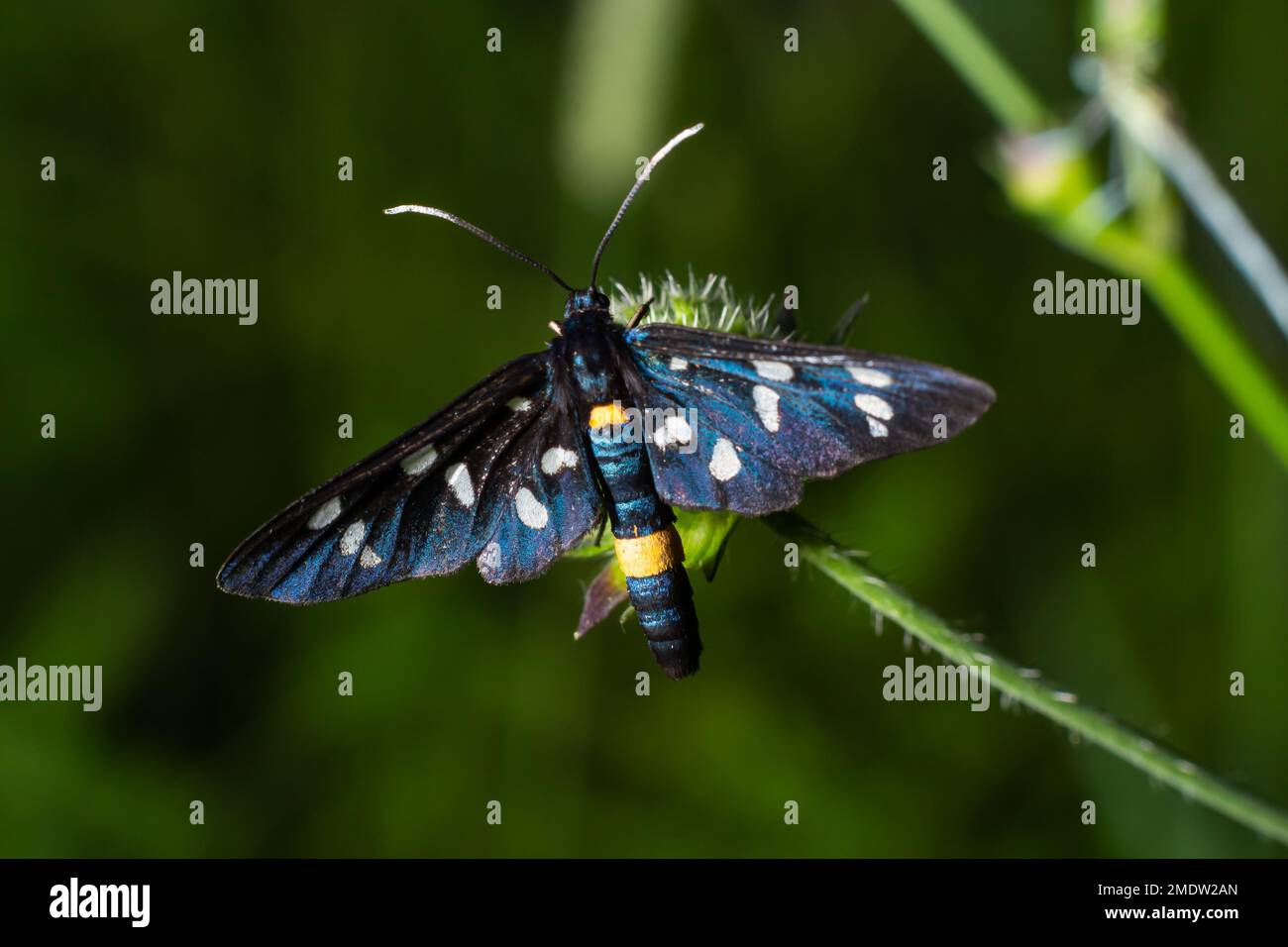 Nine-spotted moth or yellow belted burnet, Amata phegea, formerly ...