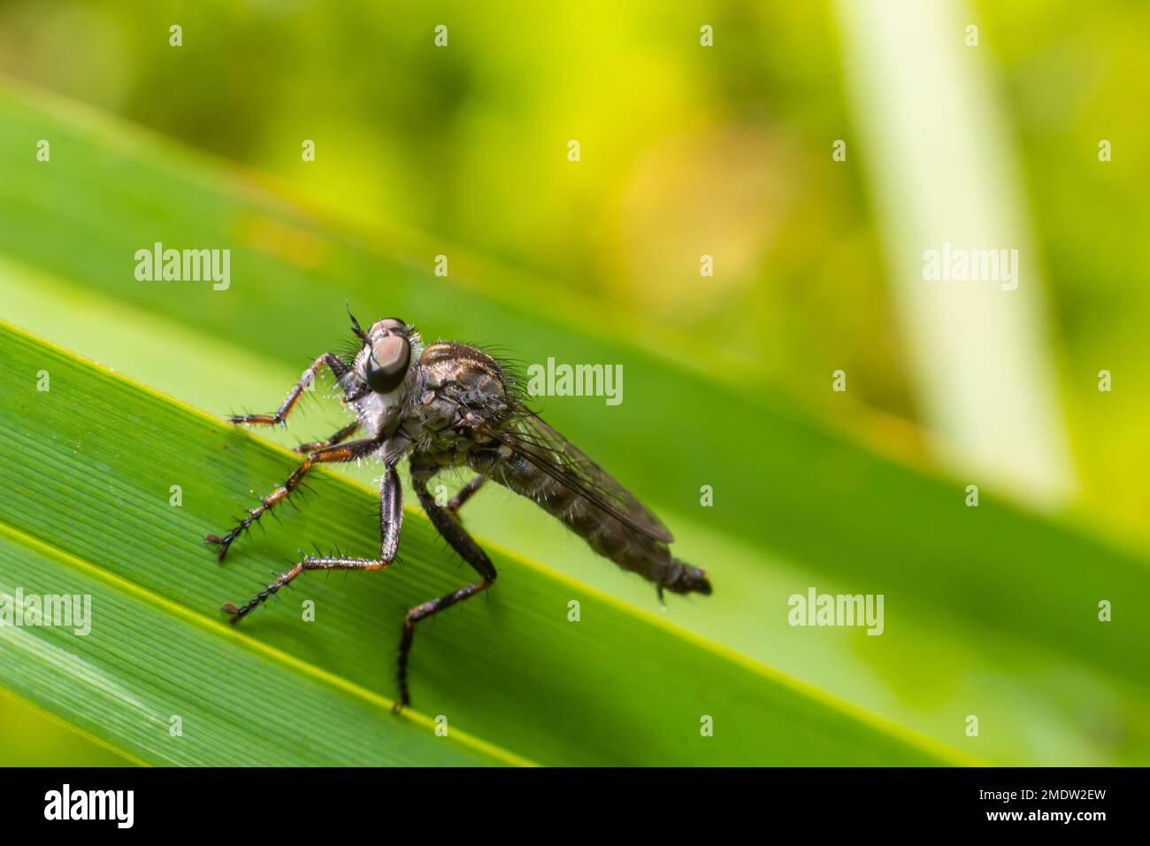 Closeup on a predator common awl robberfly Neoitamus cyanurus sitting ...