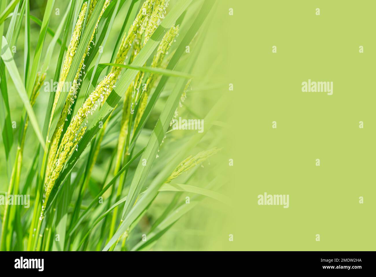 Green rice raw seed bean plantation field in Asian country with copy ...