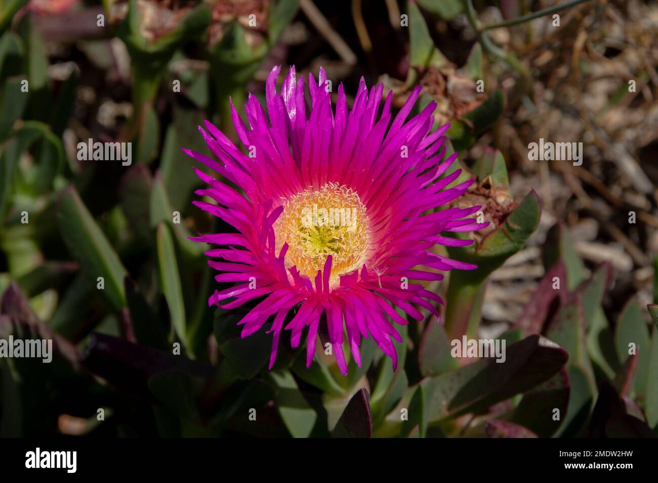 A pink flower, Sally-my-handsome, carpobrotus acinaciformis Stock Photo ...