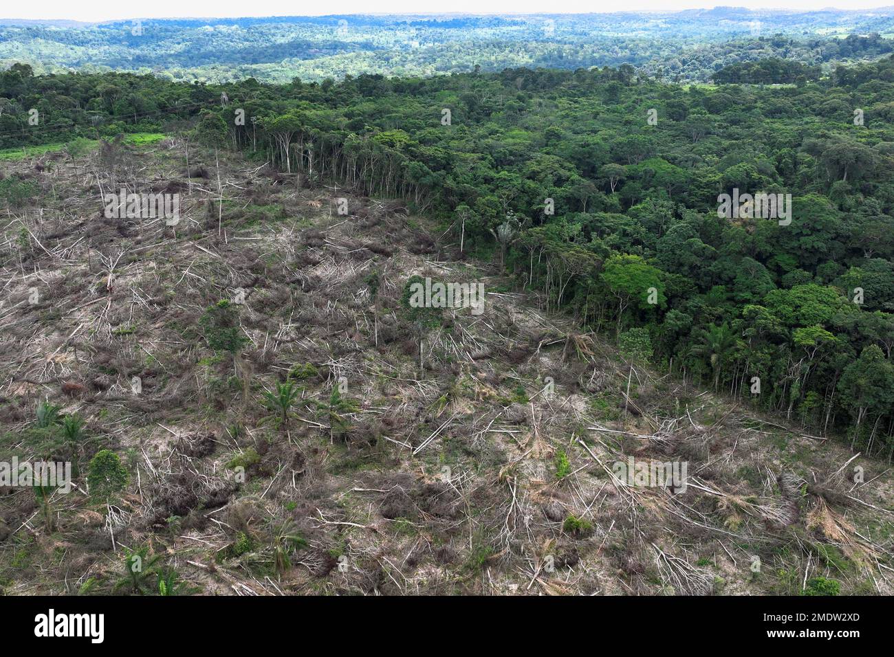 Combat deforestation hi-res stock photography and images - Alamy