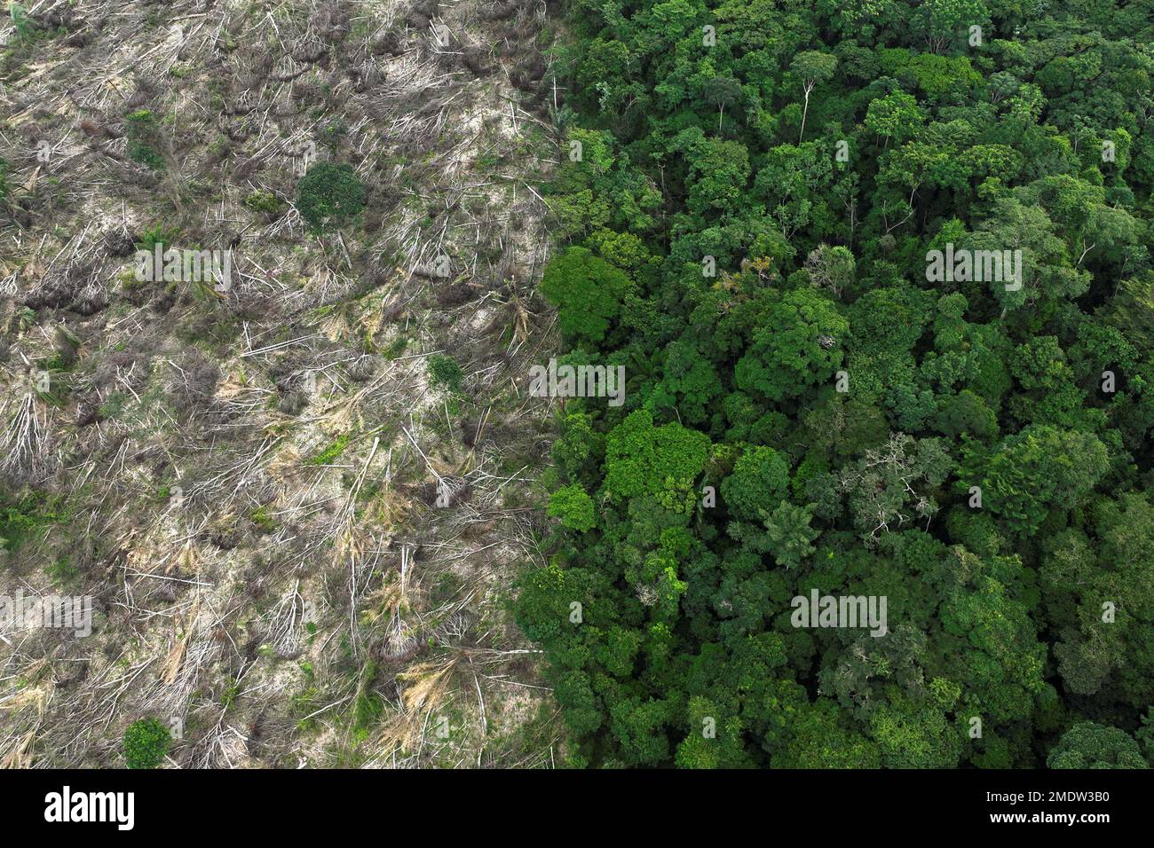 Combat deforestation hi-res stock photography and images - Alamy