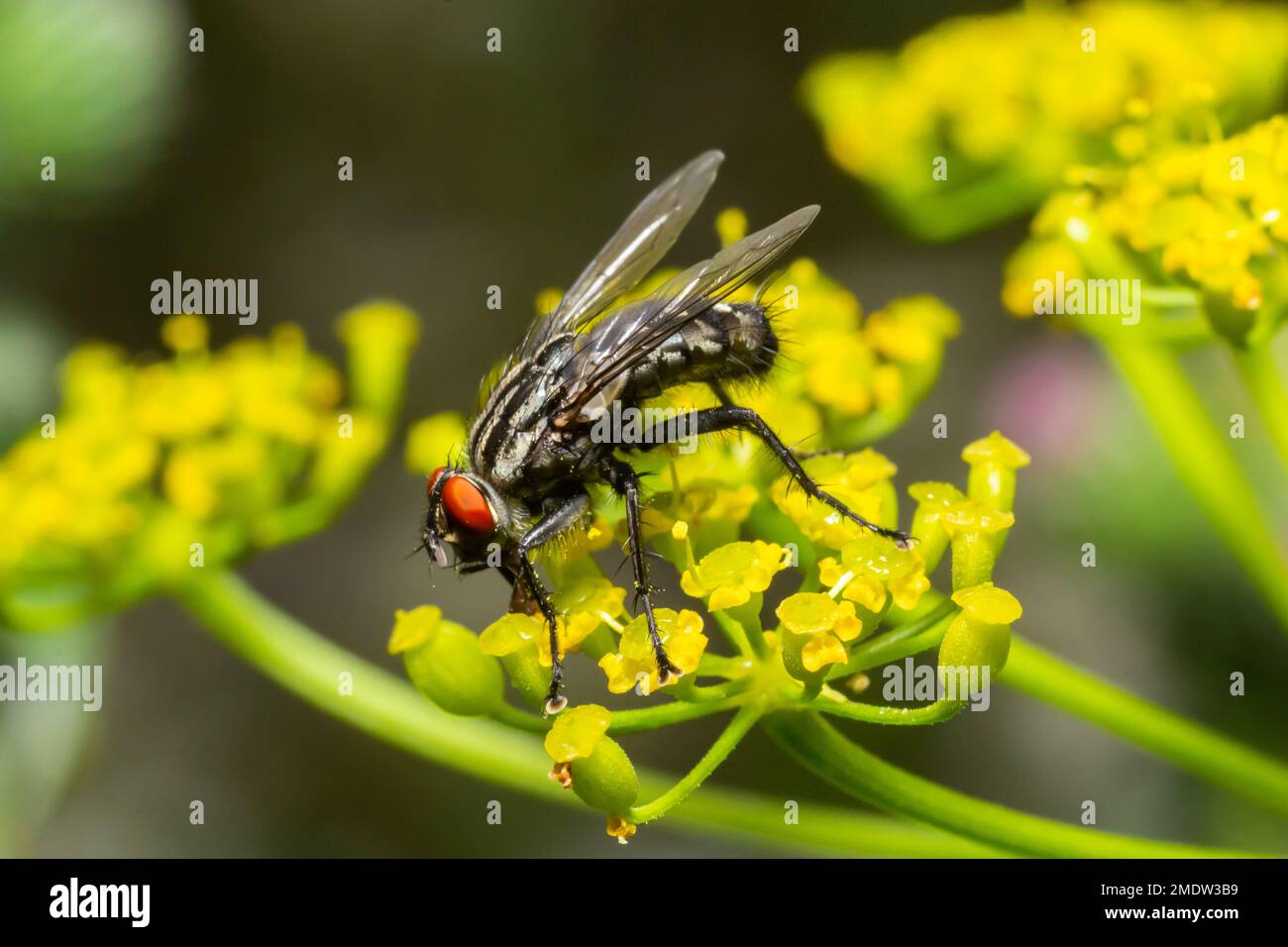 Common flesh fly sitting on a meadow flower. European species ...