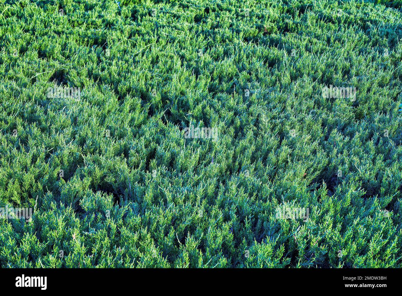 Background from decorative juniper. Ornamental plant. Landscaping Stock ...