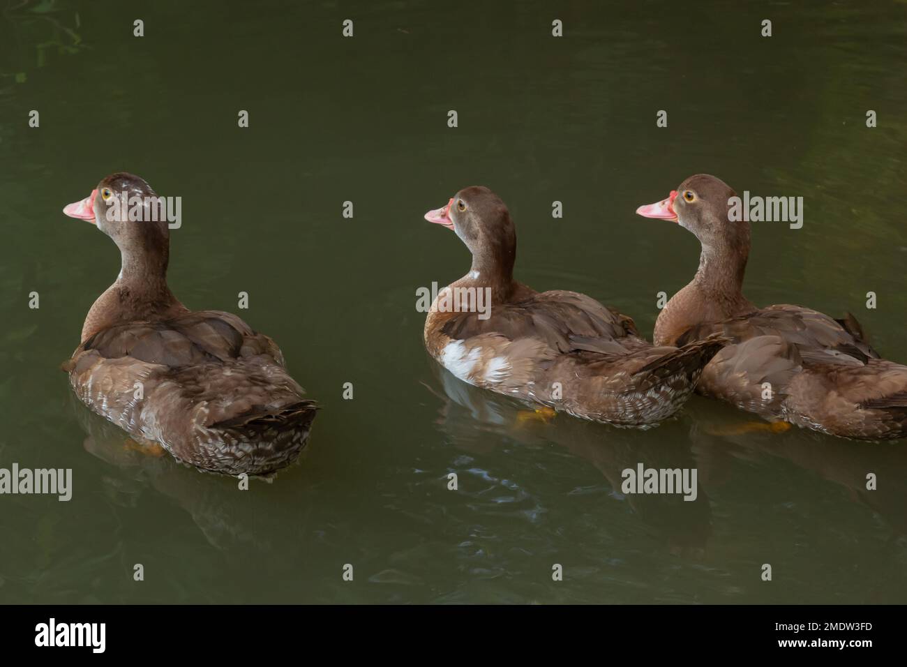 The hardhead duck ,Aythya australisis a chocolate brown diving duck ...