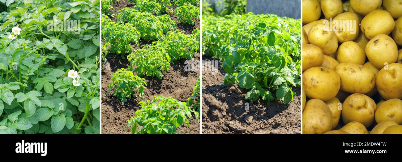 Potato plantations grow in the field. Food collage. Vegetable rows. agriculture, agriculture ...