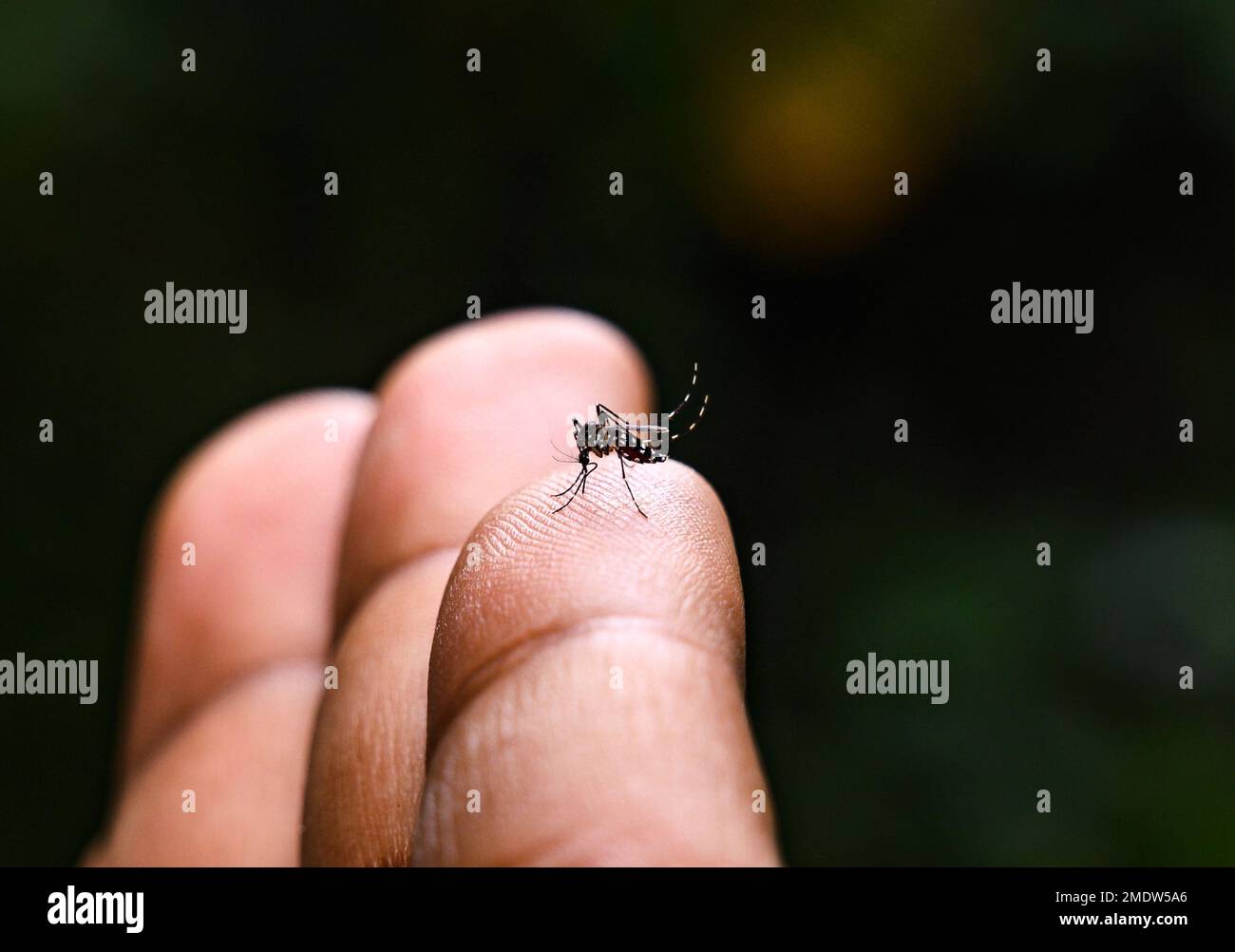 Aedes albopictus (Stegomyia albopicta), from the mosquito (Culicidae ...