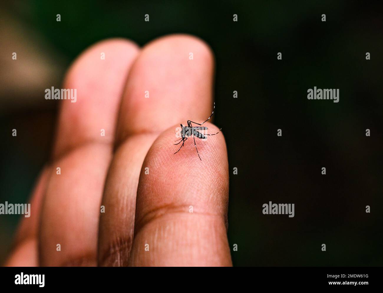 Aedes albopictus (Stegomyia albopicta), from the mosquito (Culicidae ...