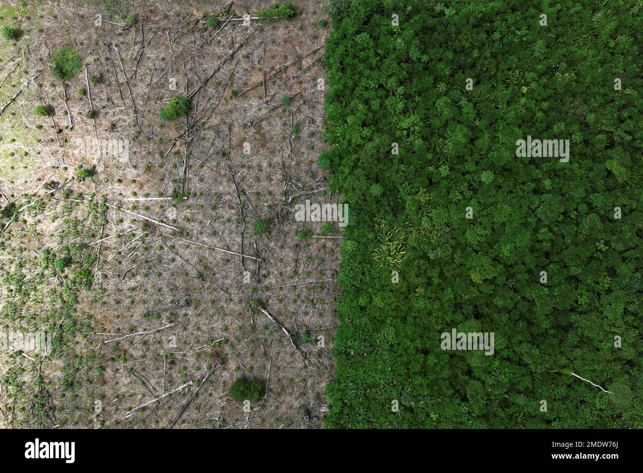Combat deforestation hi-res stock photography and images - Alamy