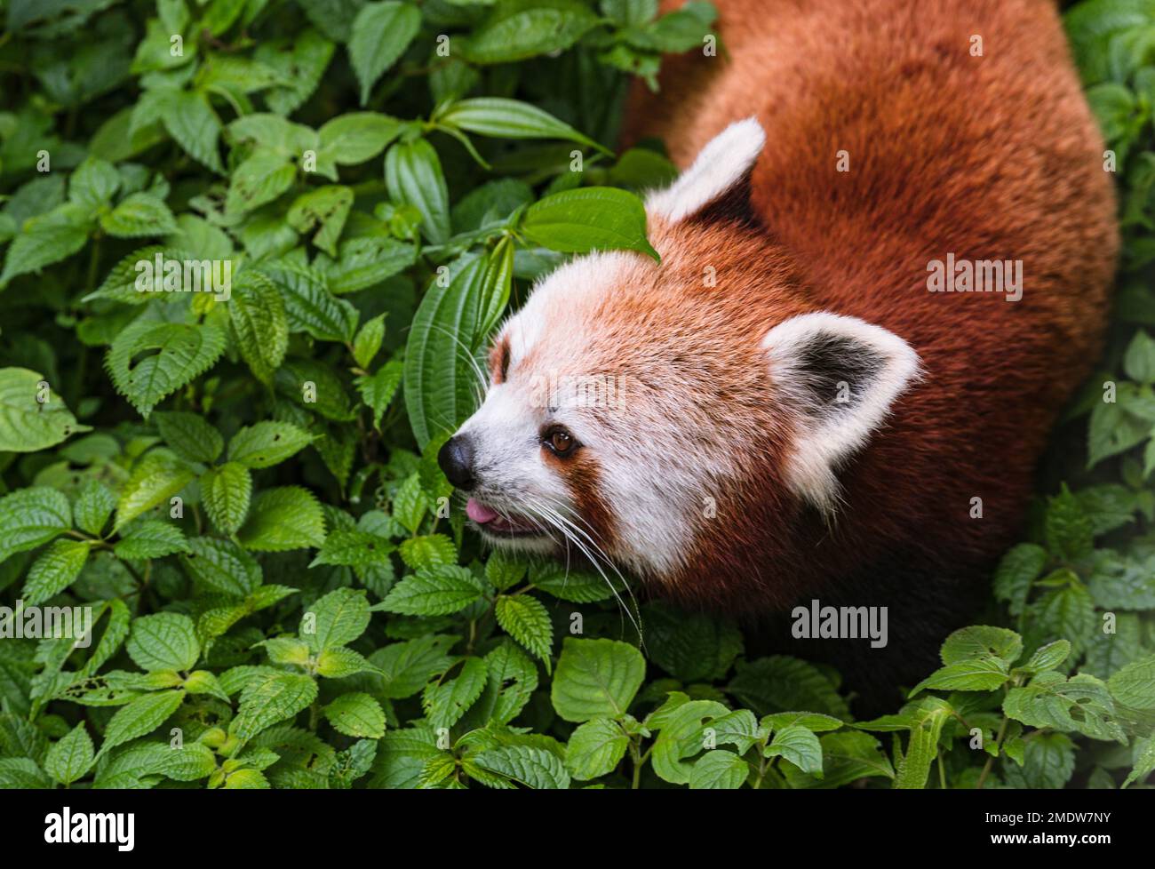 The Red panda (Ailurus fulgens), also known as the lesser panda, is an ...