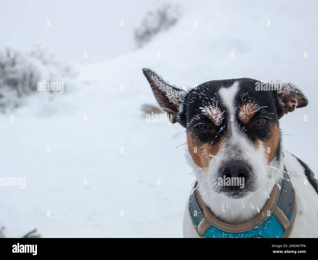 portrait of hound dog, winemaker, spending a day in the snow. You can ...
