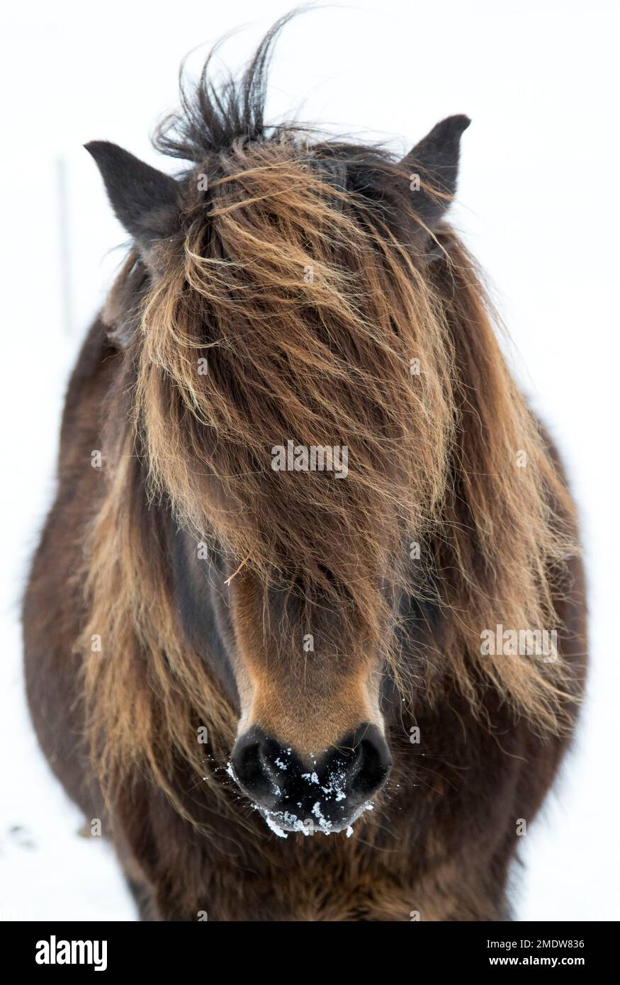 A vertical shot of a brown horse's head Stock Photo - Alamy