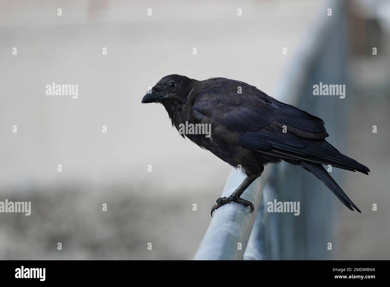 American crow sitting on fence hi-res stock photography and images - Alamy