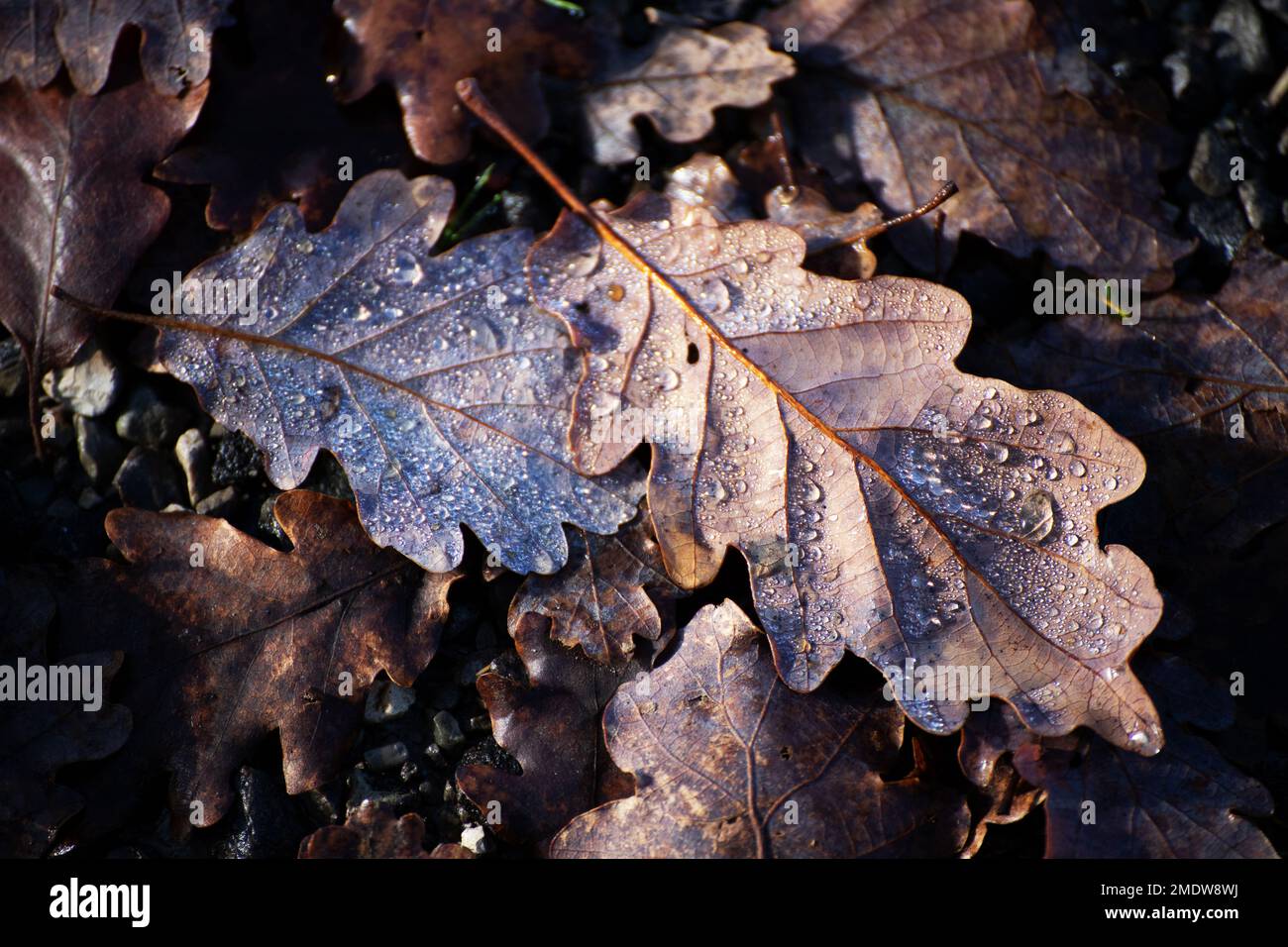 background texture wet autumn leaves Stock Photo - Alamy