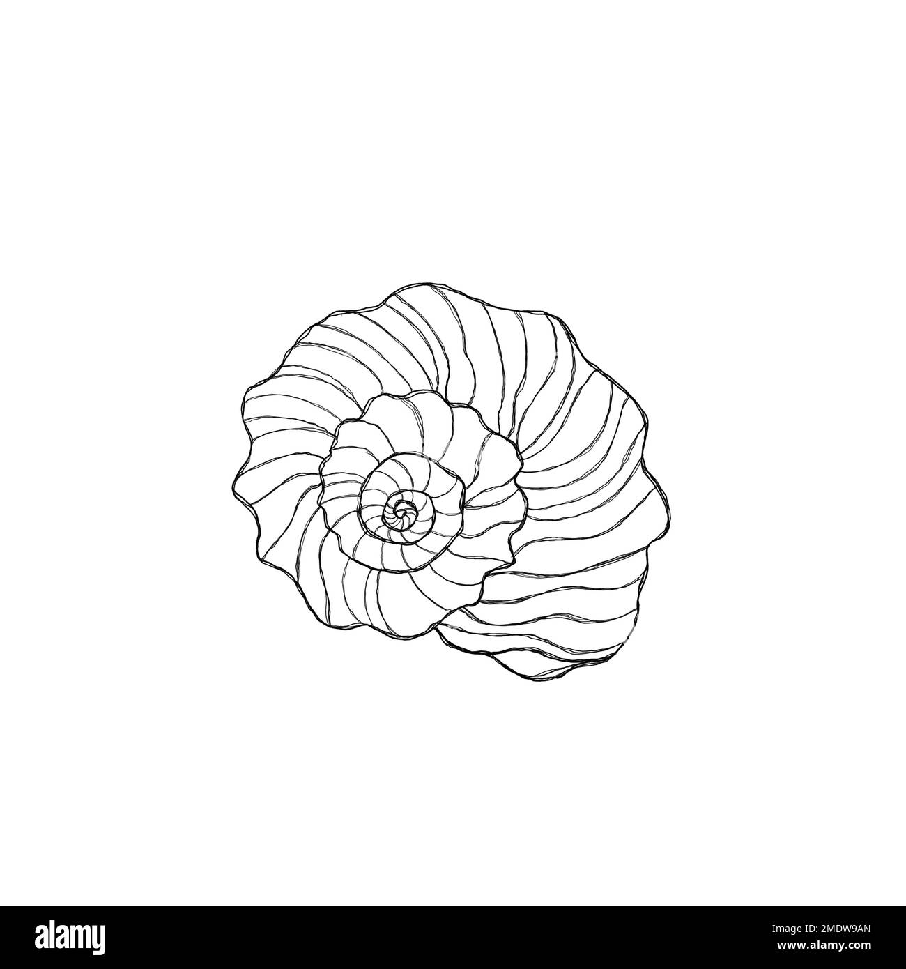 Line art illustration of a seashell. Hand drawn nautical engraving of ...