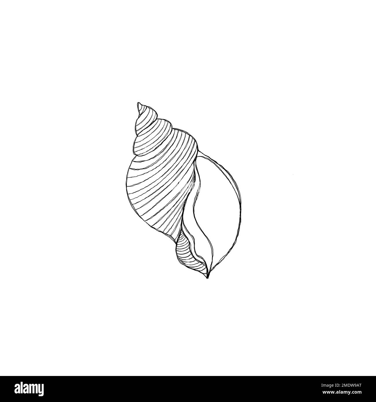 Line art illustration of a seashell. Hand drawn nautical engraving of ...