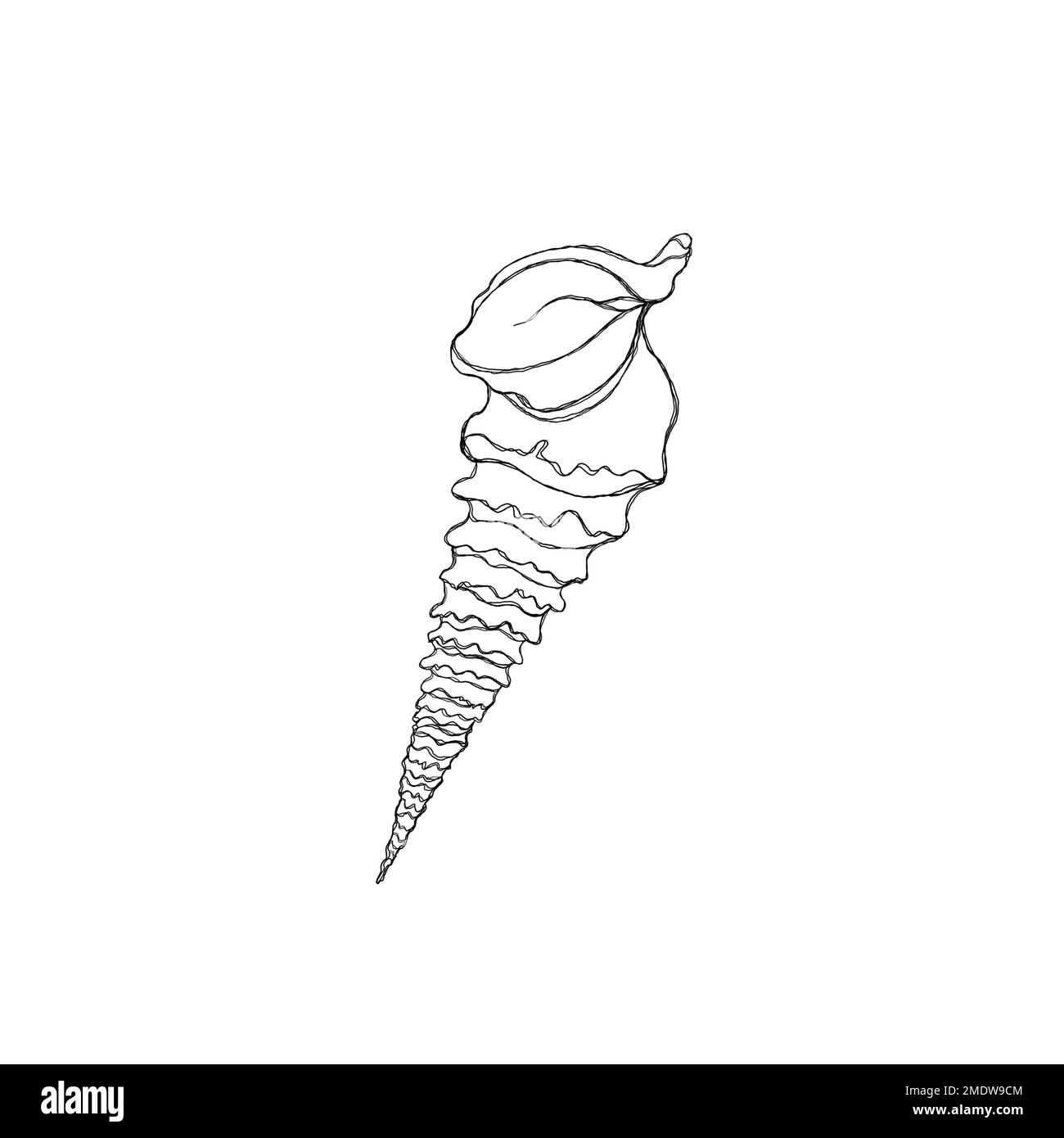 Line art illustration of a seashell. Hand drawn nautical engraving of ...