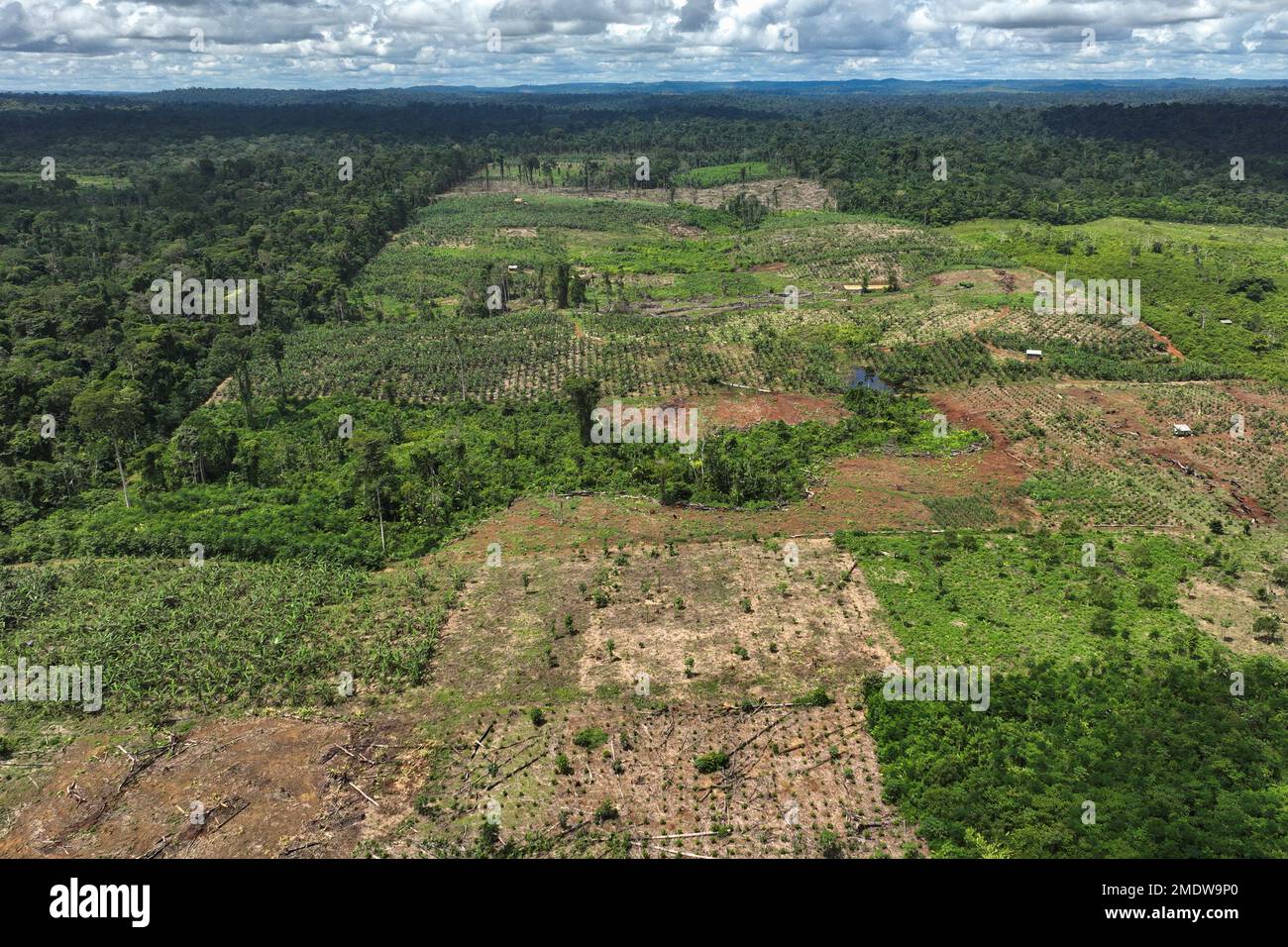Combat deforestation hi-res stock photography and images - Alamy
