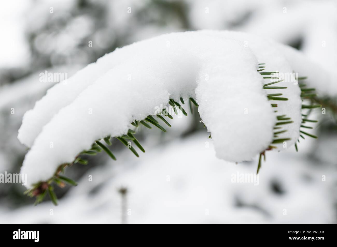 Rottweil, Germany. 23rd Jan, 2023. Snow lies on a fir branch. Credit ...