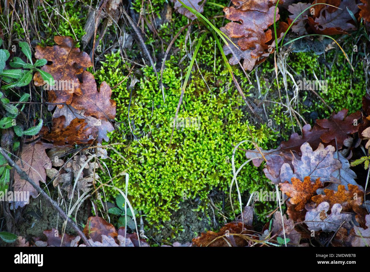 background texture wet autumn leaves Stock Photo - Alamy