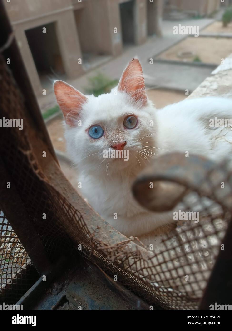 White cat van hi-res stock photography and images - Alamy