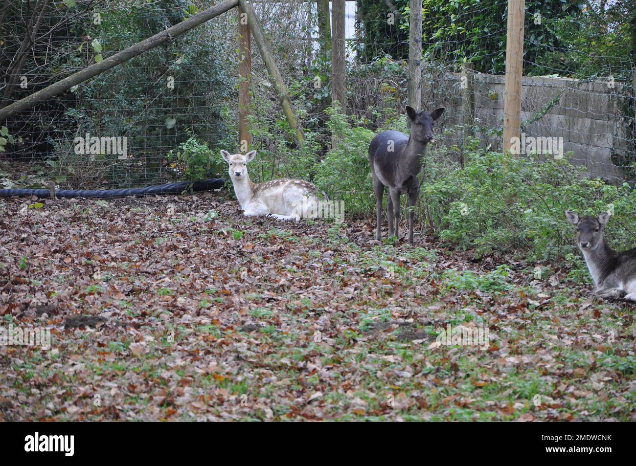 Closeup of young Deer and Doe Resting In The Forest Stock Photo - Alamy