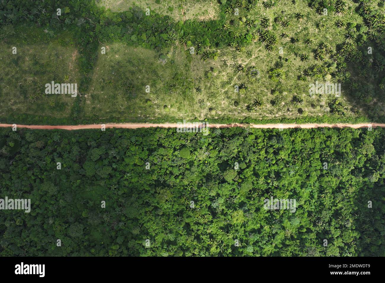 Combat deforestation hi-res stock photography and images - Alamy