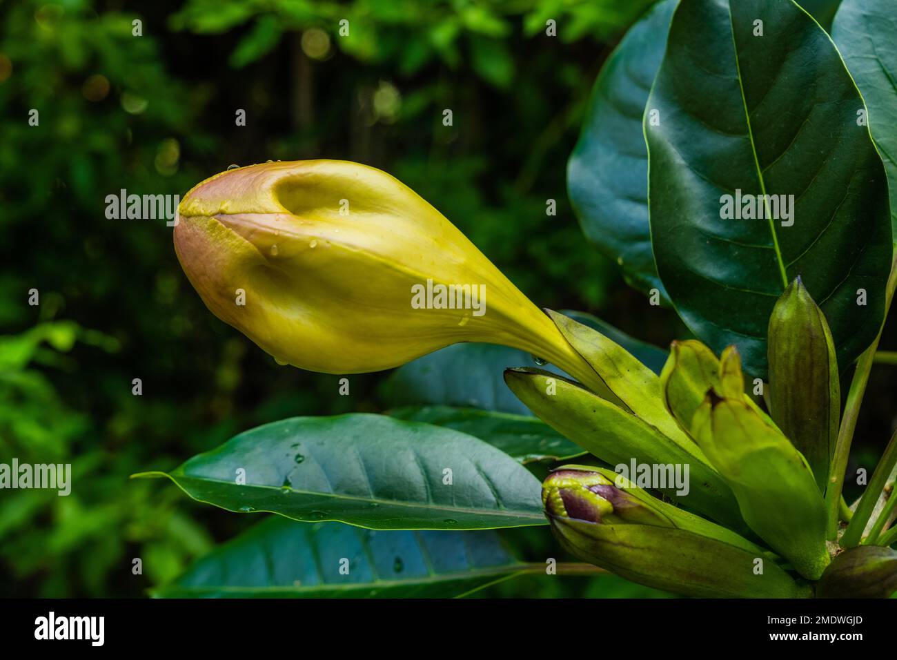 Blooming Solandra Maxima known as Cups of Gold or Variegated Chalice Vine or Golden Chalice Vine ...