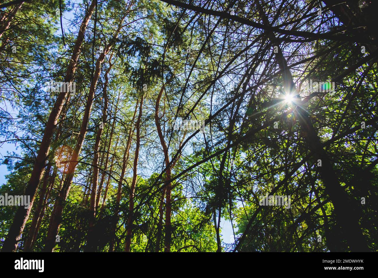 Glimpses of sun through dense forest. Pine forest in sun's rays Stock ...