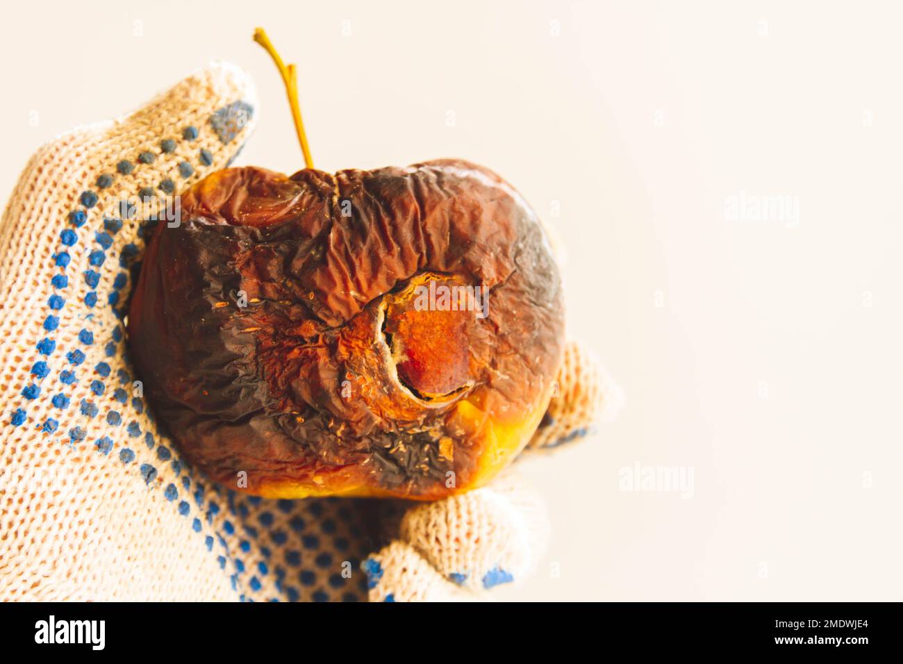Rotten apple in sun. Rotting fruit. Diseases of apple fruit. Pest ...
