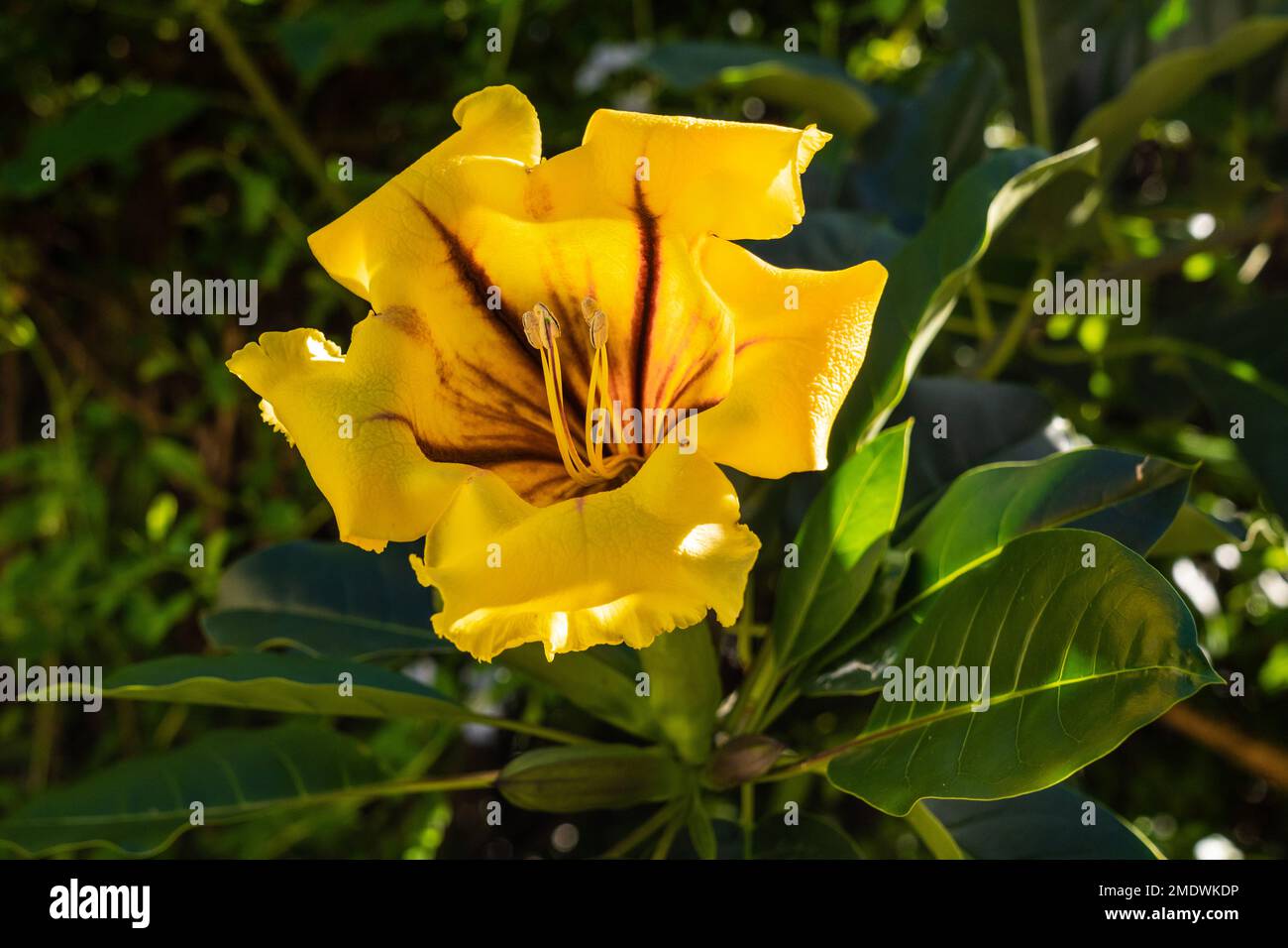 Blooming Solandra Maxima known as Cups of Gold or Variegated Chalice ...