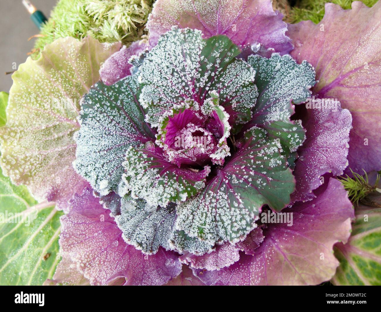 Ornamental cabbage winter hi-res stock photography and images - Alamy
