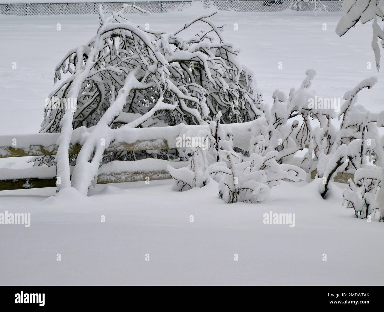 Garden with a tree that has fallen over the fence due to large amounts ...