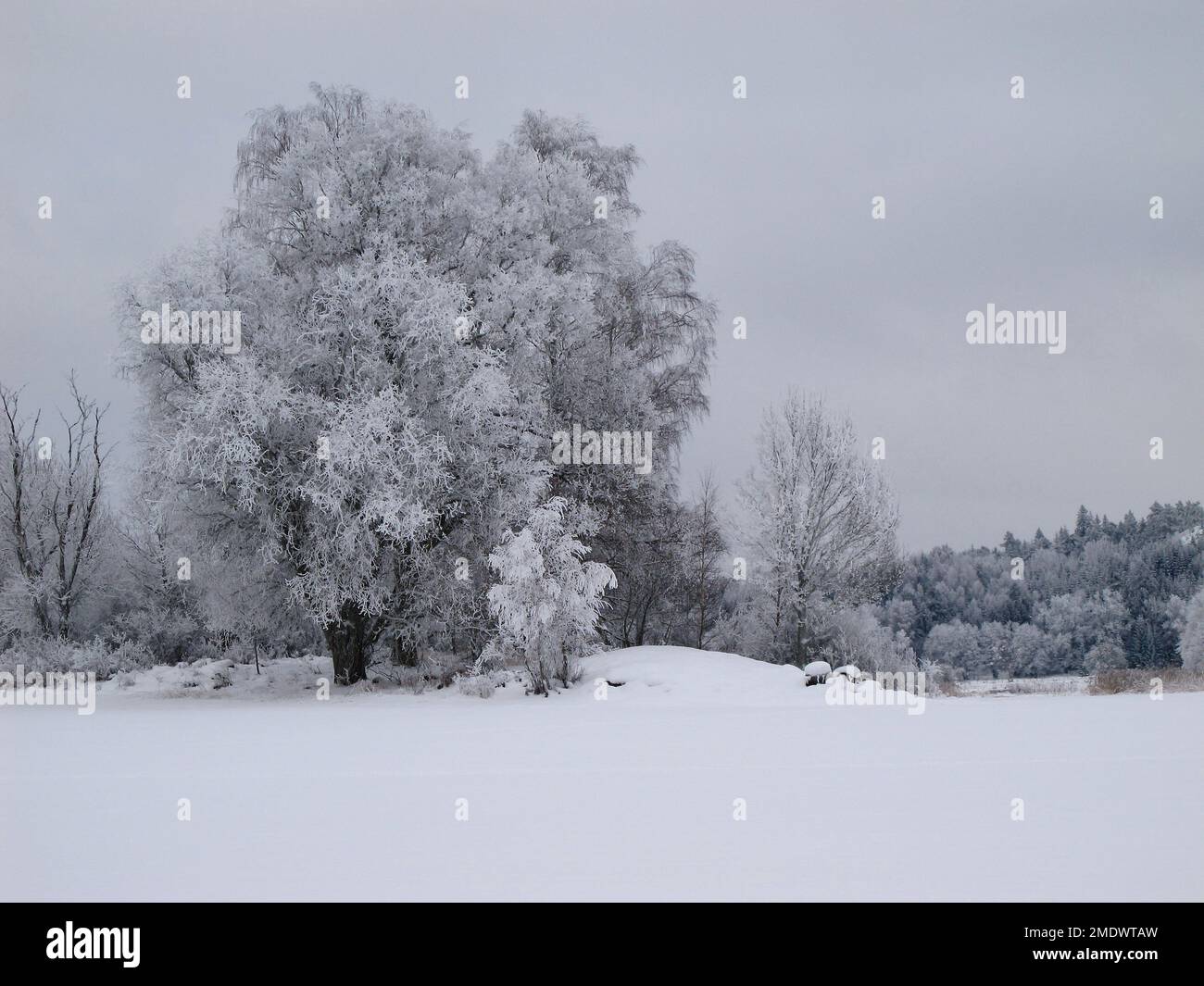 Winter landscape with a white field with a grove of trees and bushes in ...