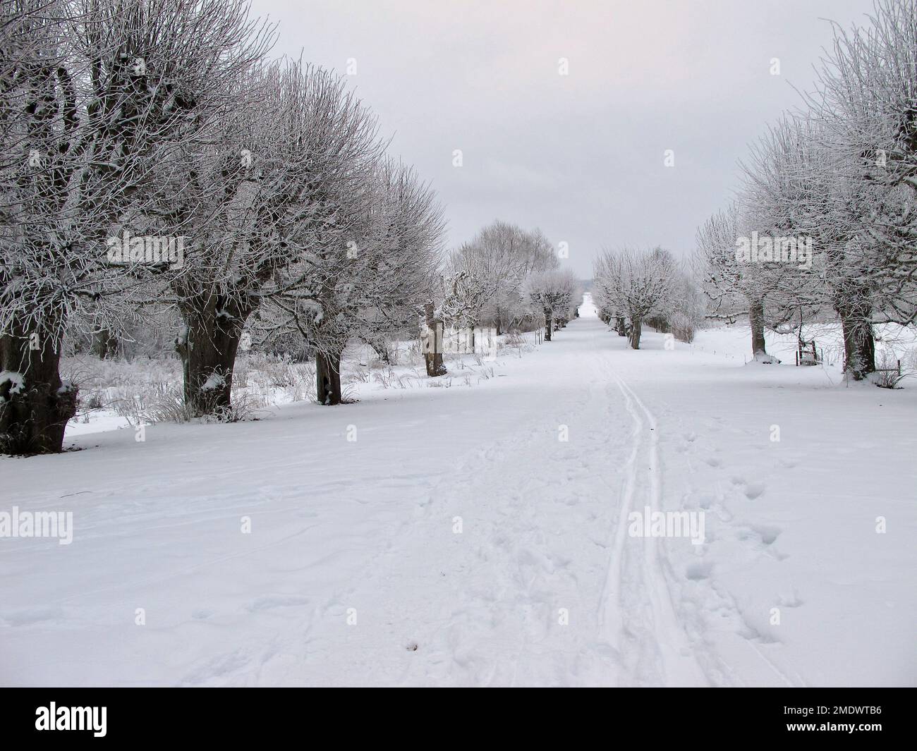 Winter landscape with snow and a footpath in an avenue towards a jetty ...