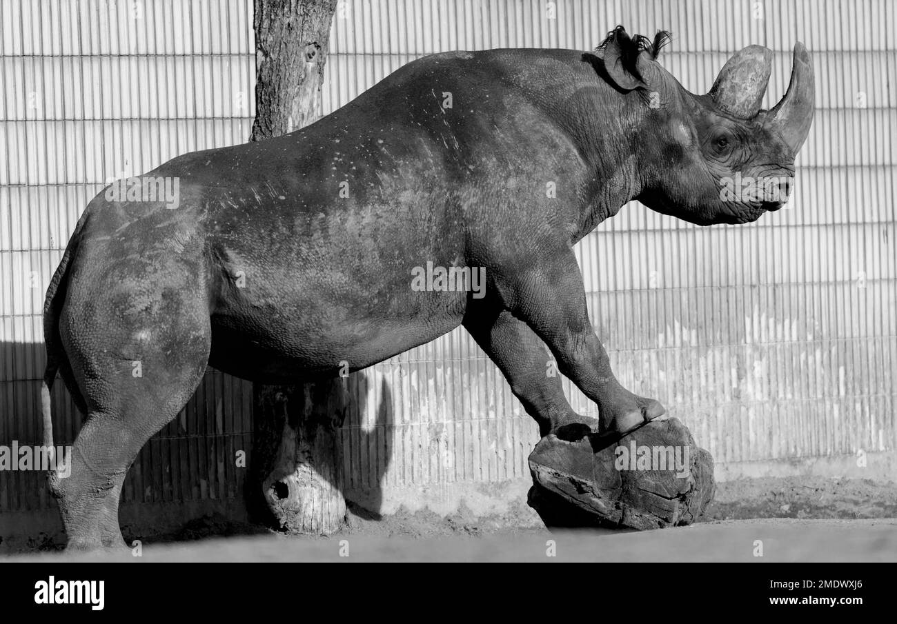 A closeup grayscale of a rhino standing on a stone with two legs in a ...