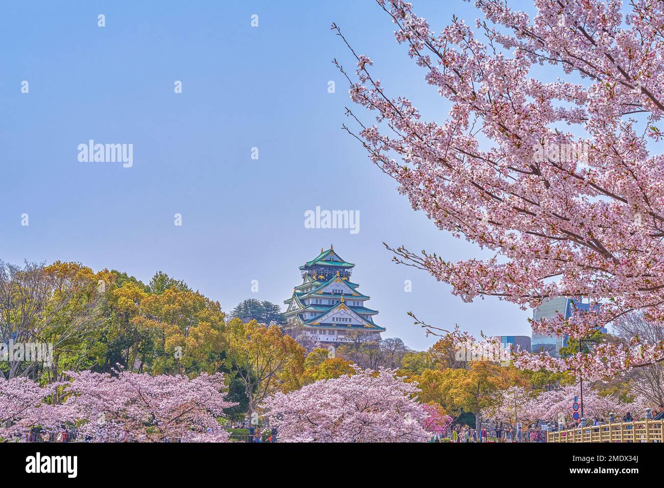 Beautiful Osaka Castle with Cherry Blossom in Osaka city, Japan Stock ...