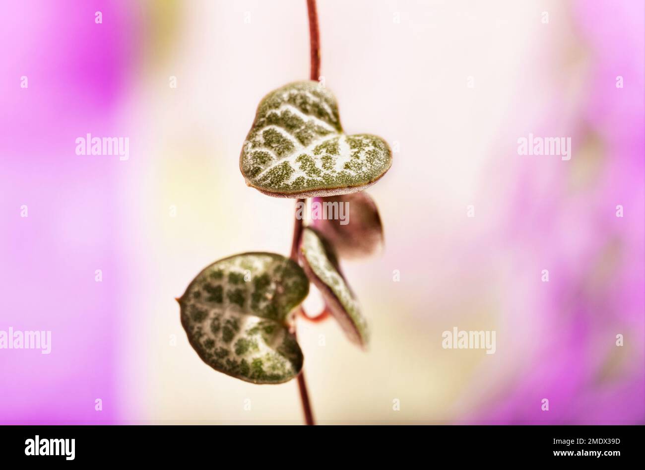 Plant of ceropegia woodii also called chain of hearts or string of ...