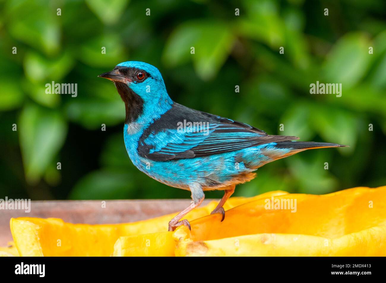 The blue dacnis or turquoise honeycreeper (Dacnis cayana) is a small ...