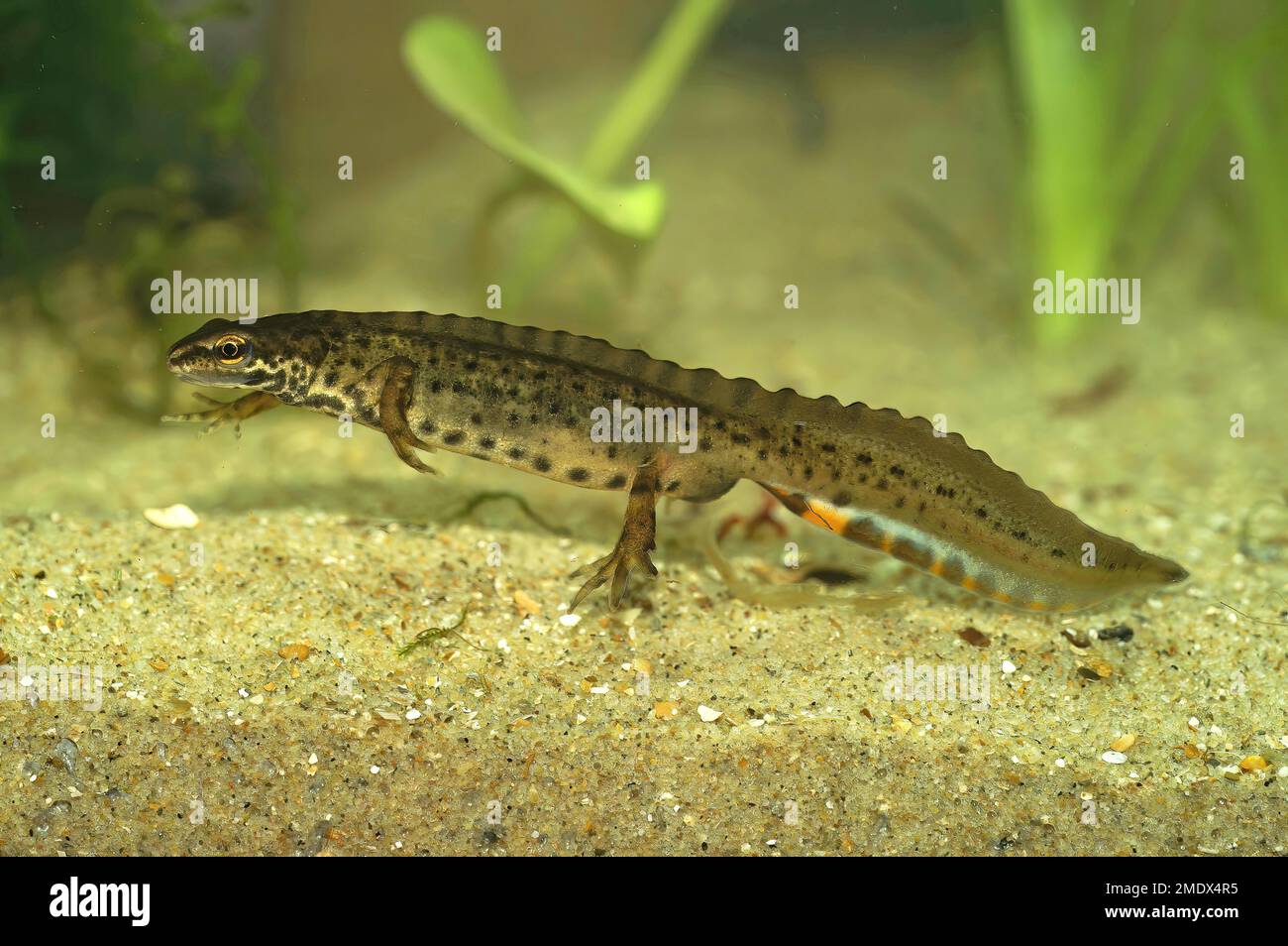 Detailed closeup on an aquatic crested male European common smooth newt ...
