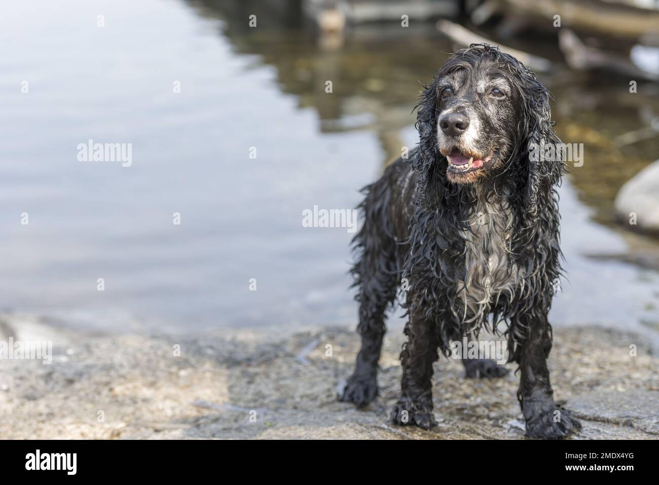 Cute Wet Dog Stock Photo - Alamy