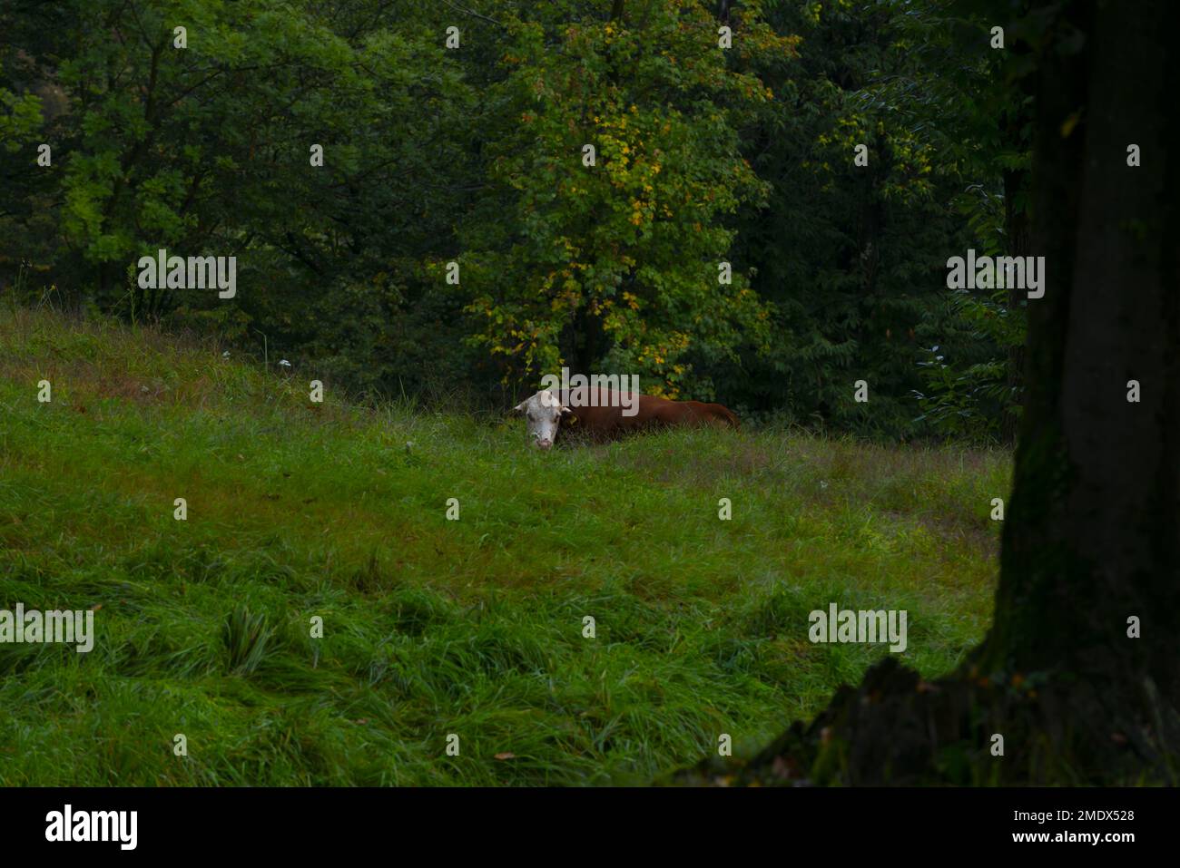 Cow Hidden in the Green Forestin Ticino, Switzerland Stock Photo - Alamy