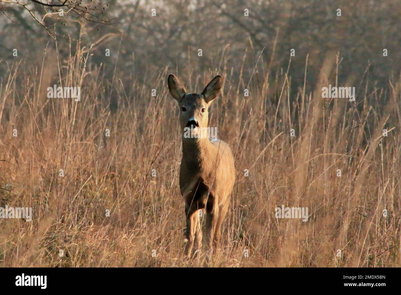 A beautiful Roe deer (Capreolus capreolus) standing in the field on a ...