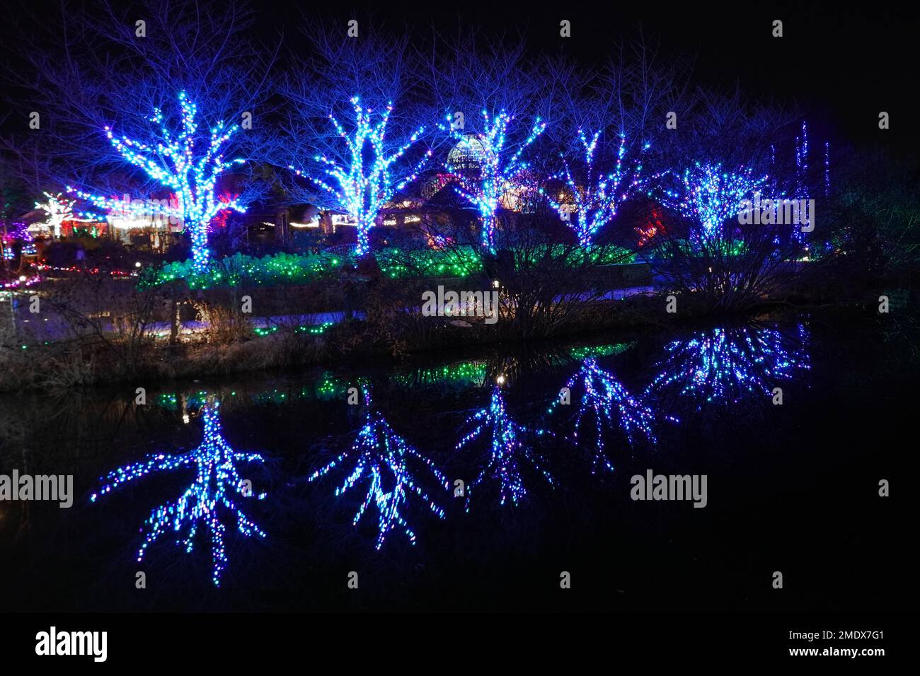 Trees covered in Christmas Lights reflected in a lake at Lewis Ginter ...